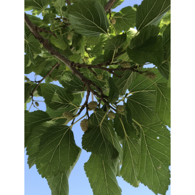 Murier platane - jardinerie cote d azur - pepiniere Nice