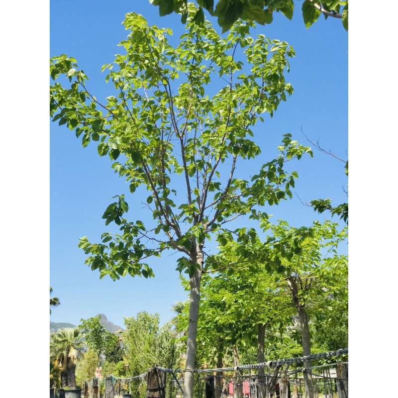 Murier platane - jardinerie cote d azur - pepiniere Nice