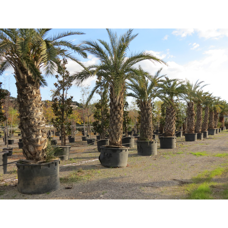 palmier alpes maritimes - palmier nice - plantes - Arbres