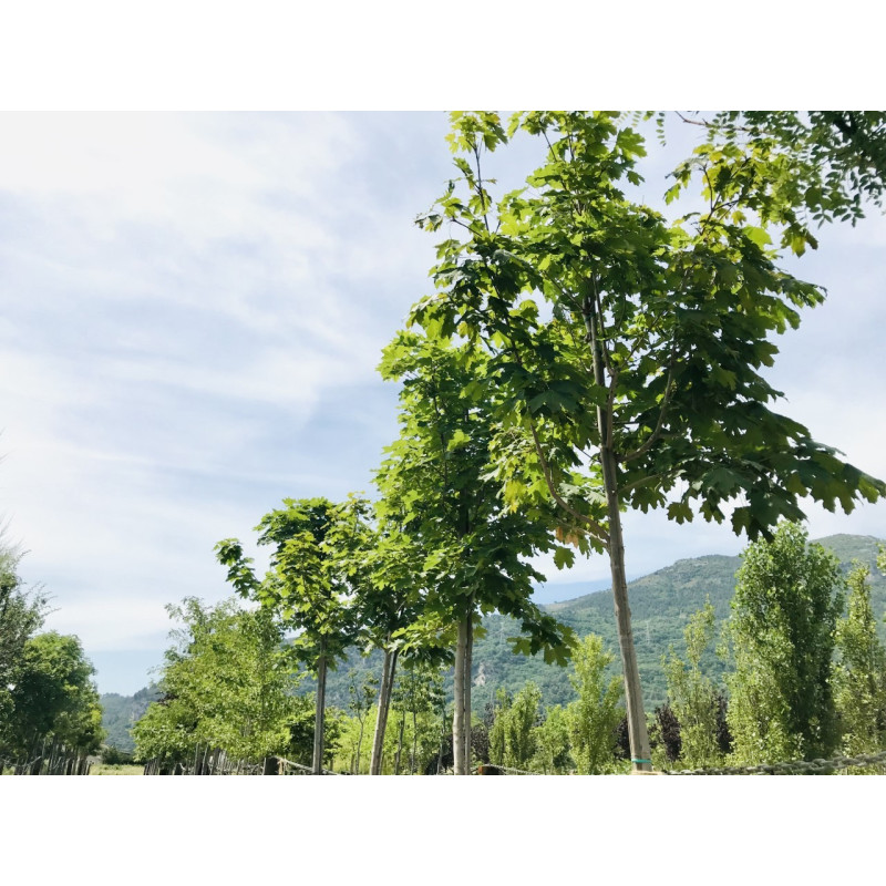 Platane - plantes - acheter arbre pas cher - végétaux - pepiniere06