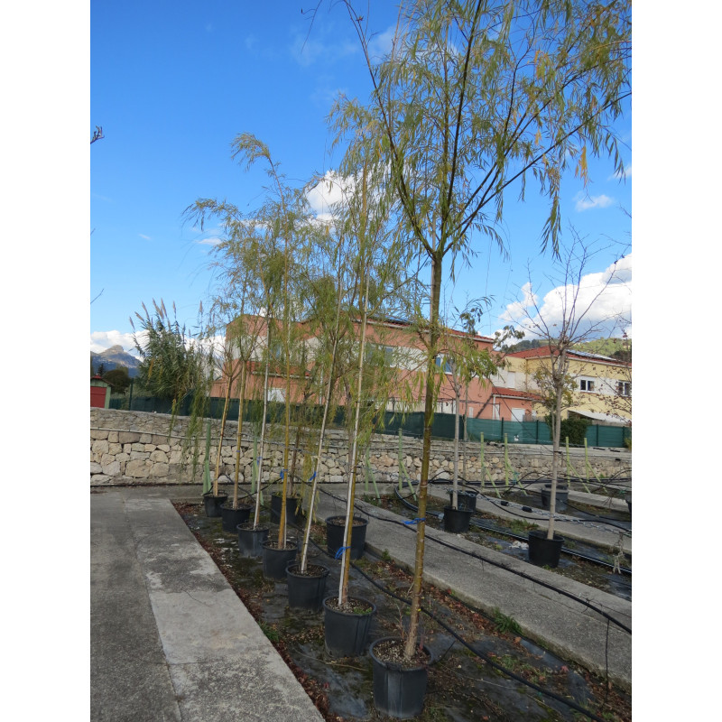 Saule pleureur - arbre caduc - achat plantes - Pépinières des Vallées