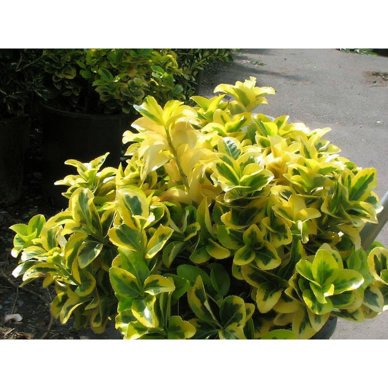 fusain - euonymus - pepiniere nice- arbuste - plantes - Pépinières des ...